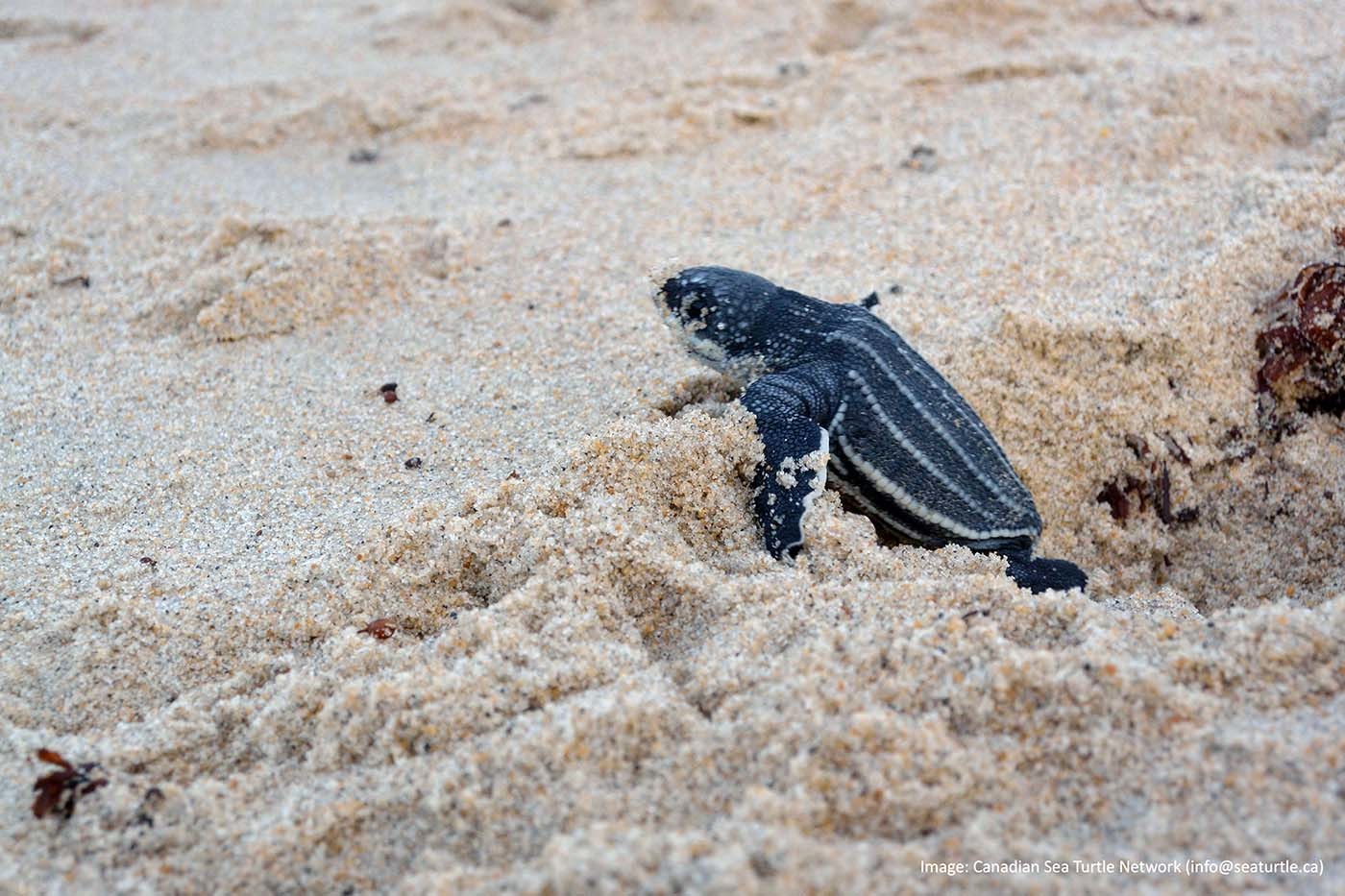 Unravel the mysteries of sea turtles - Archyde