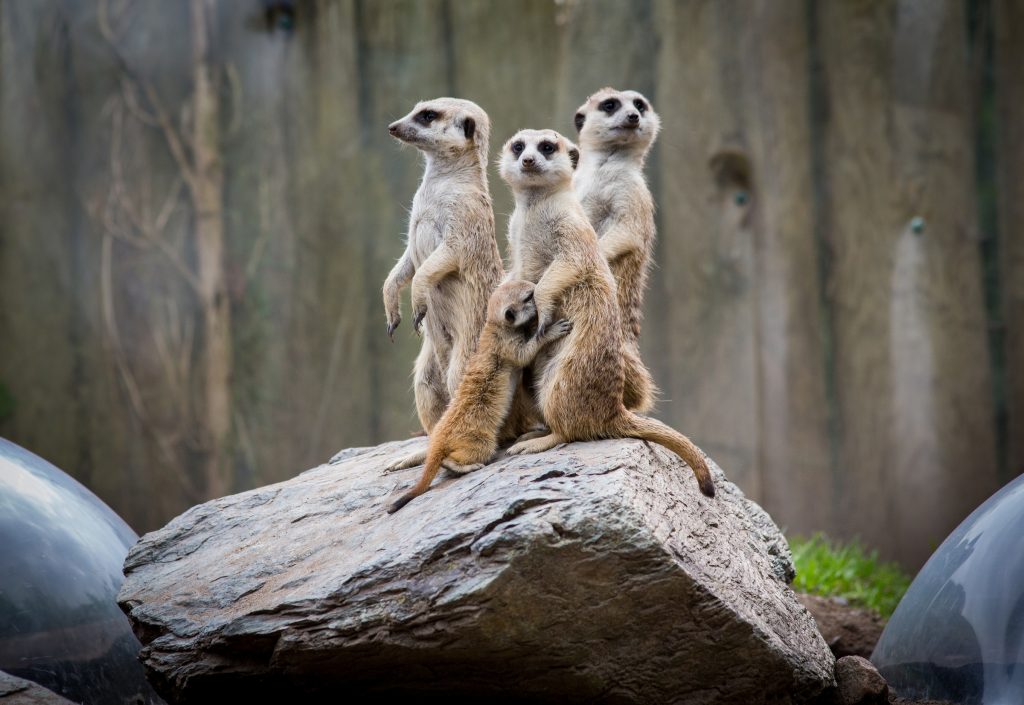Avis de lock-out au Zoo de Granby - Le Granby Express
